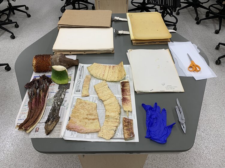 Plant press preparations and pressing Stinky Phil’s spathe – Massey ...