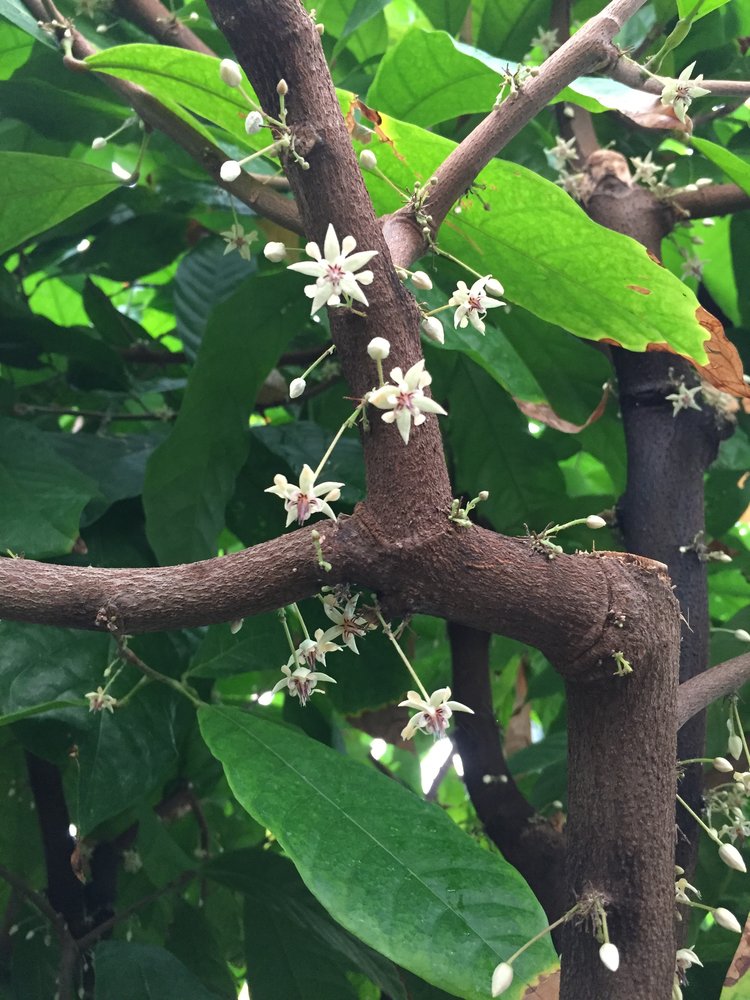 Cauliflory in the living collections – Massey Herbarium