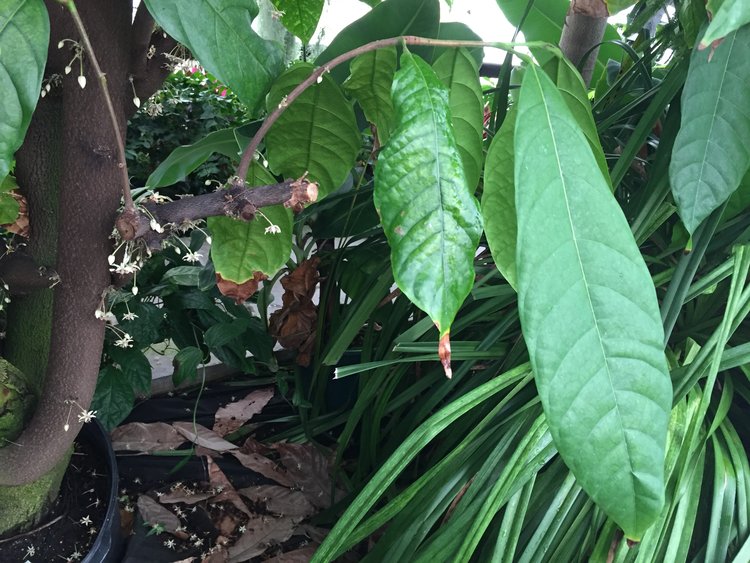Cauliflory in the living collections – Massey Herbarium
